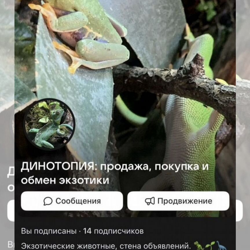 Динотопия группа в вк