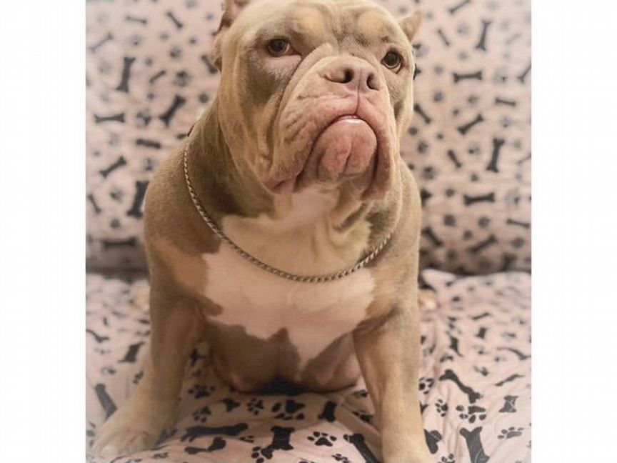 Американский булли покет