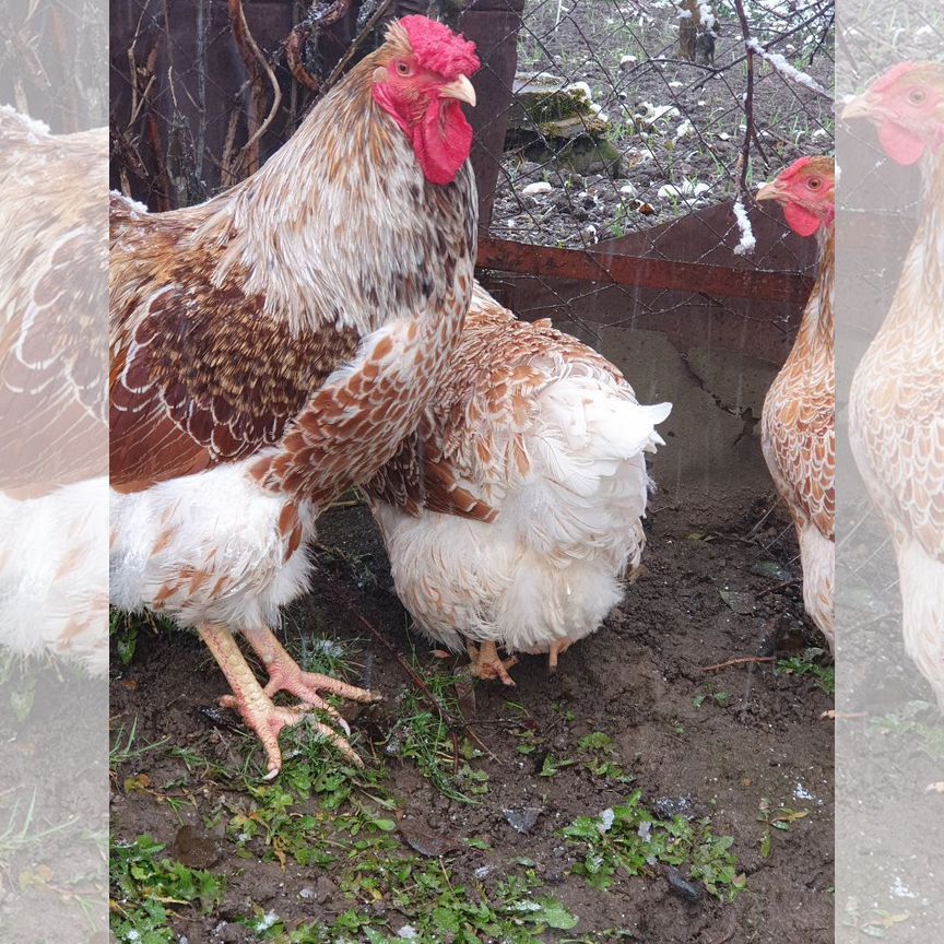 Инкубационное яйцо виандот