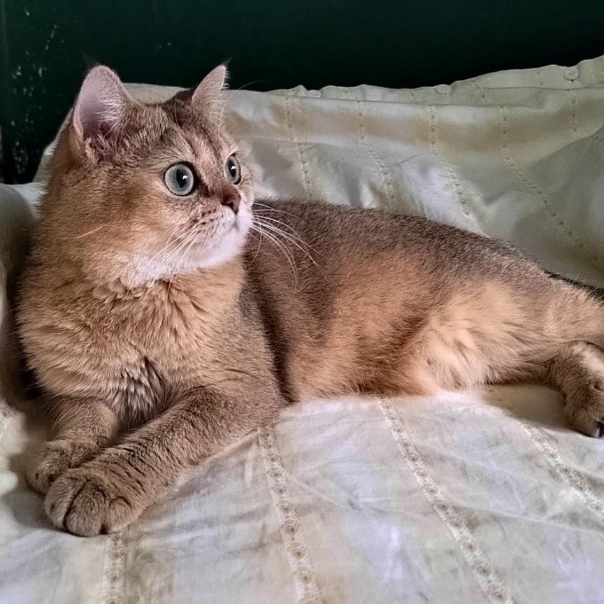 Шотландская вислоухая короткошёрстная, взрослая кошка