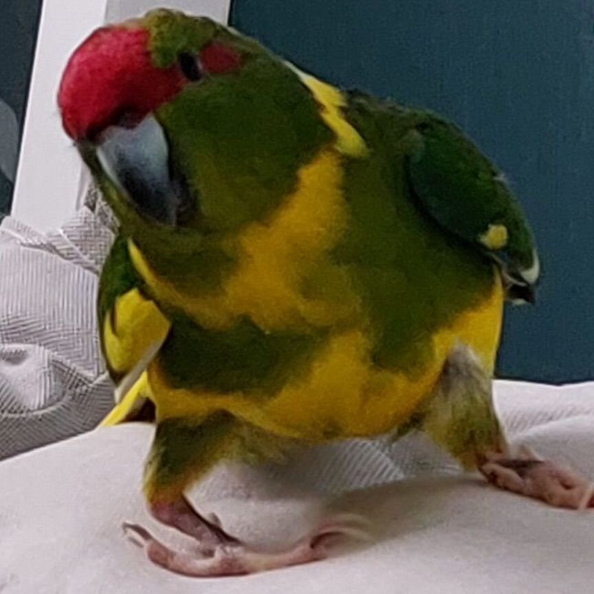 Попугай Новозеландский какарик