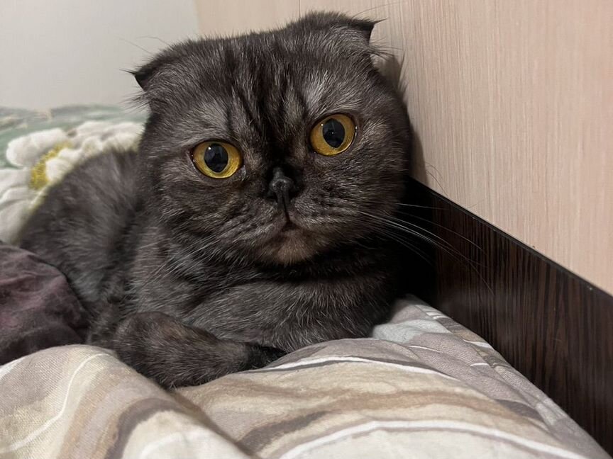 Кошки вислоухие шатланки