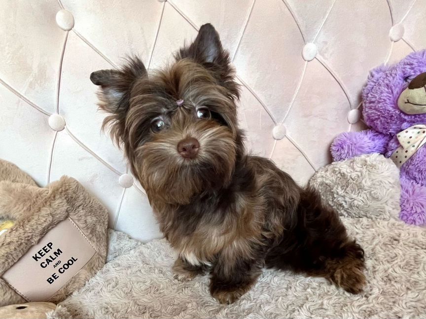 Йоркширский терьер бомбическая красотка