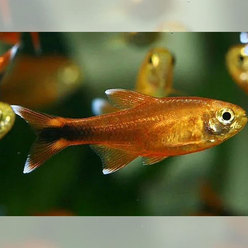 Тетра медная Хасемания