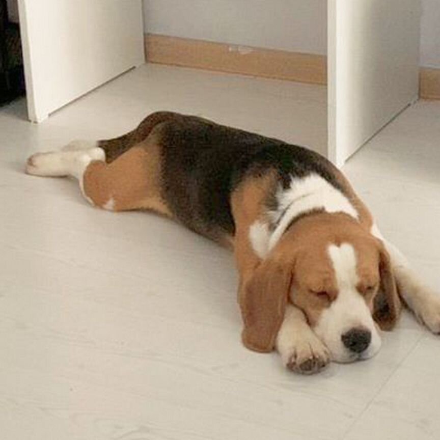 Отдам в добрые руки бигля