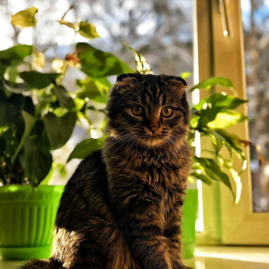 Мейн-кун котёнок