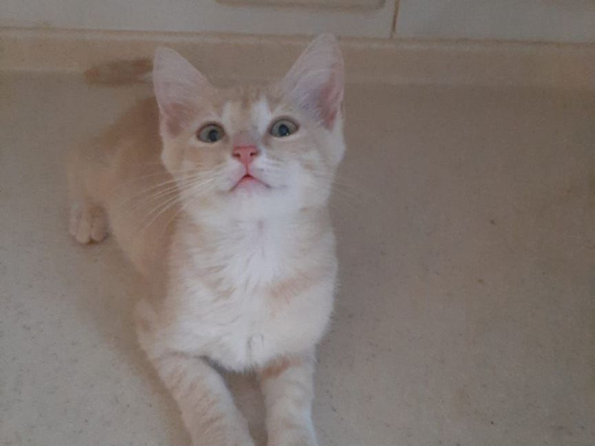 Персиковый обаяшка