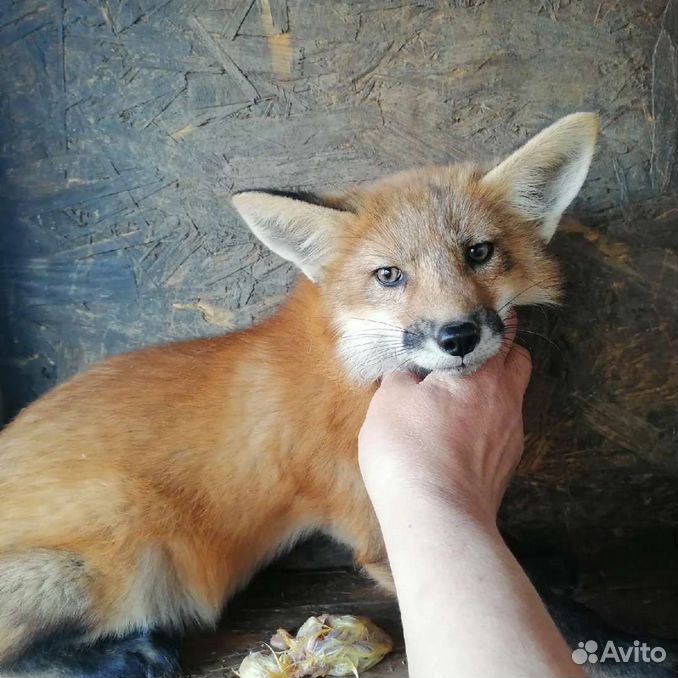 Щенки пушные