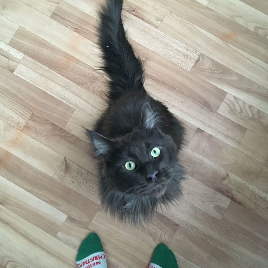 В добрые ручки Котик Ричи