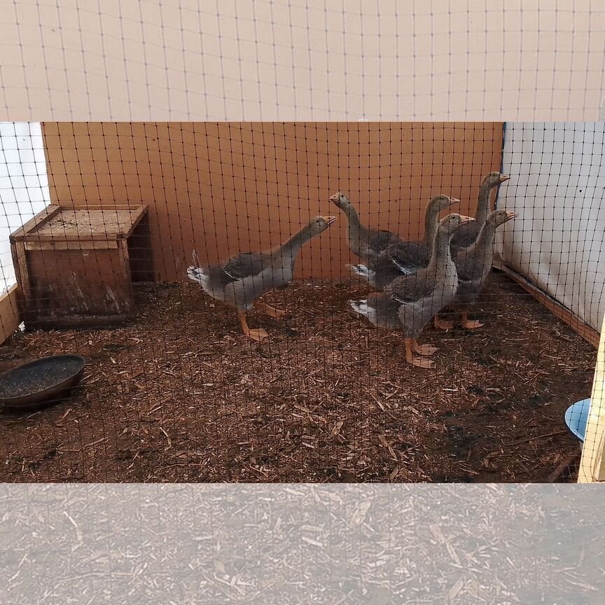 Гусята Серый большой