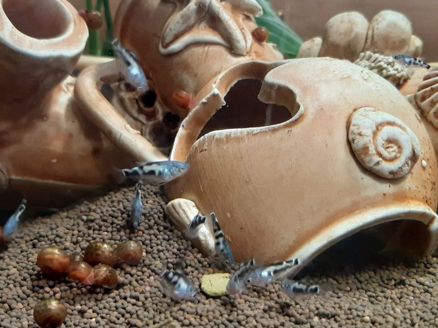 Гурами мраморный