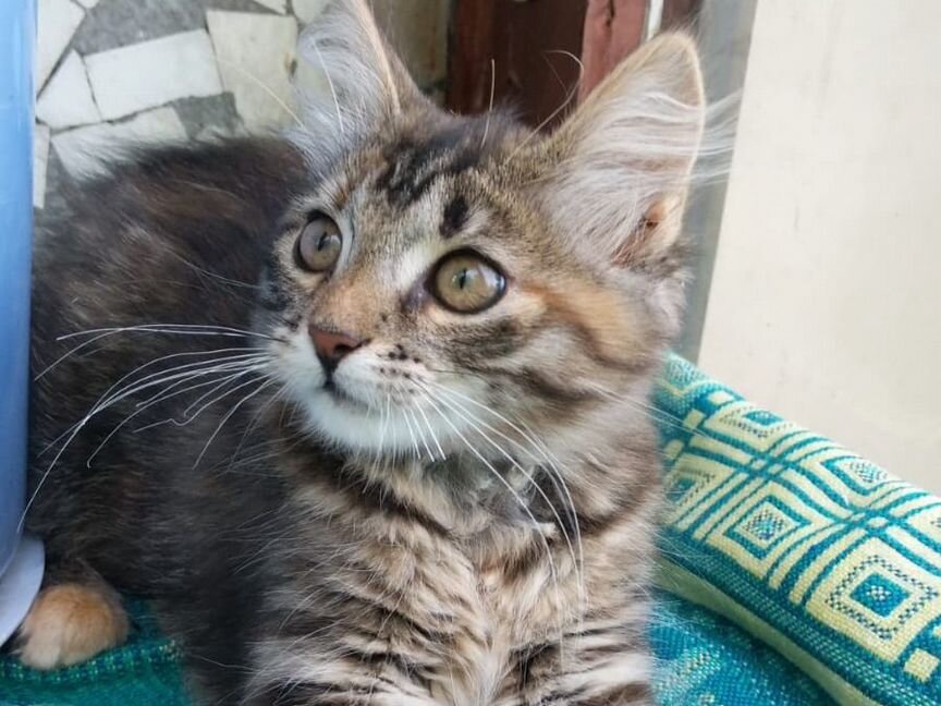 Кошечка 4 месяца