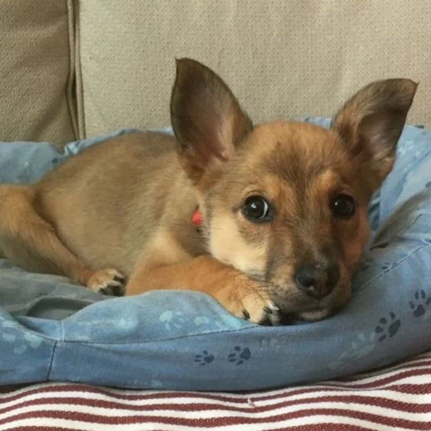 Щенок Фиона в добрые руки