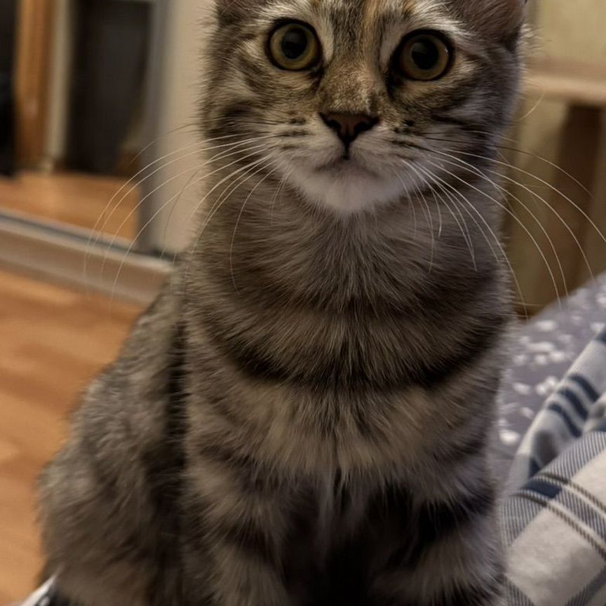 Котенок Ева