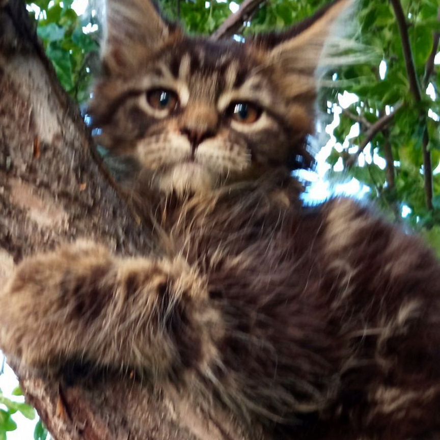 Котята мейн-кун