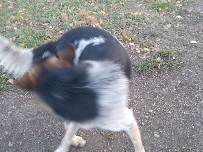 Собачка ищет свой дом даррняшка