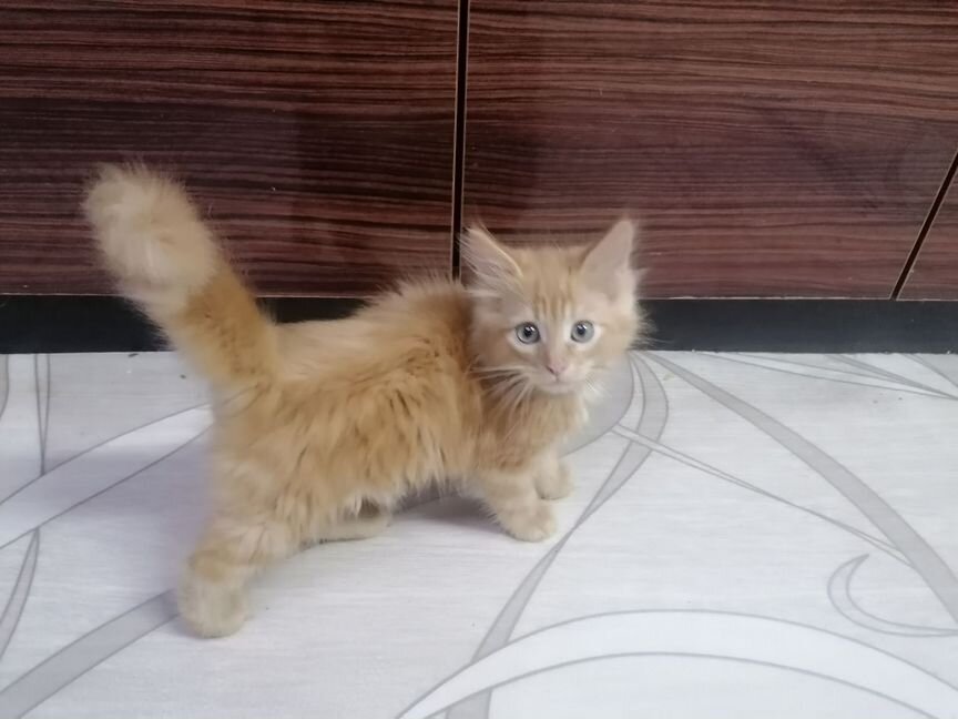 Кошка в дар бесплатно