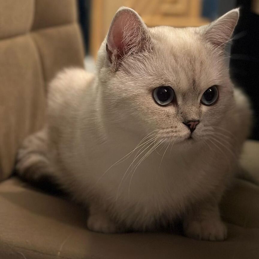 Серебристая шиншилла вязка