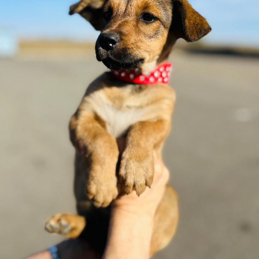 Щенки девочки ищут добрые руки