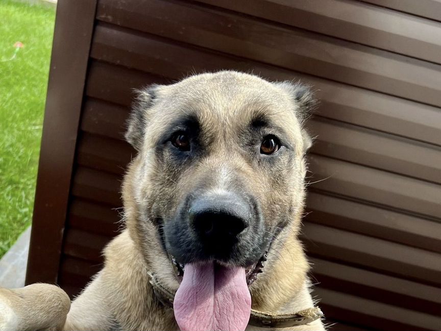 Собака в добрые руки алабай