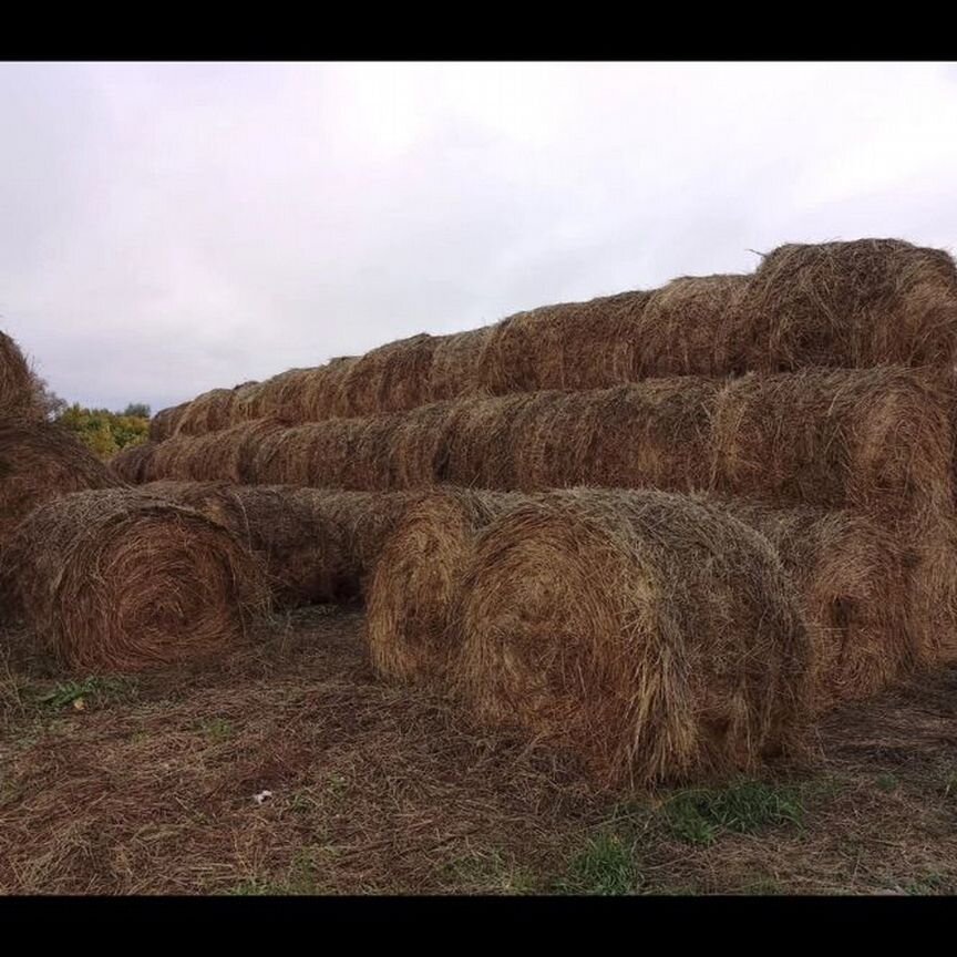 Сено суданки