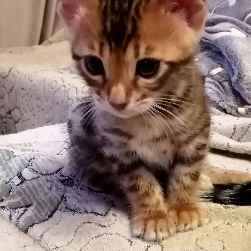 Бенгальские котята