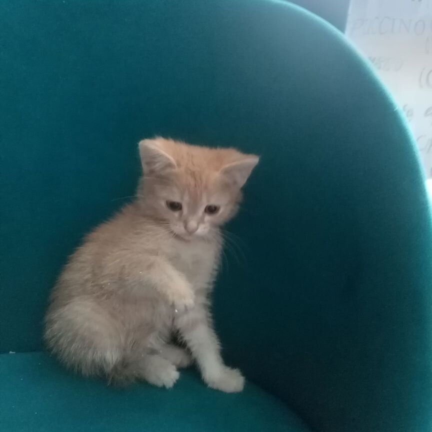 Котёнок в добрые руки