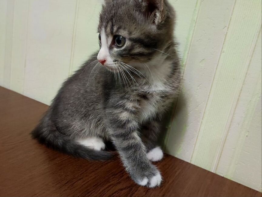 Котик-тигр в добрые руки