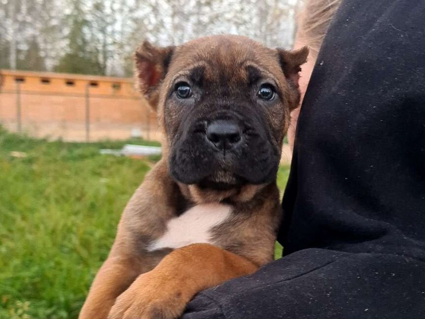 Малыши Кане Корсо