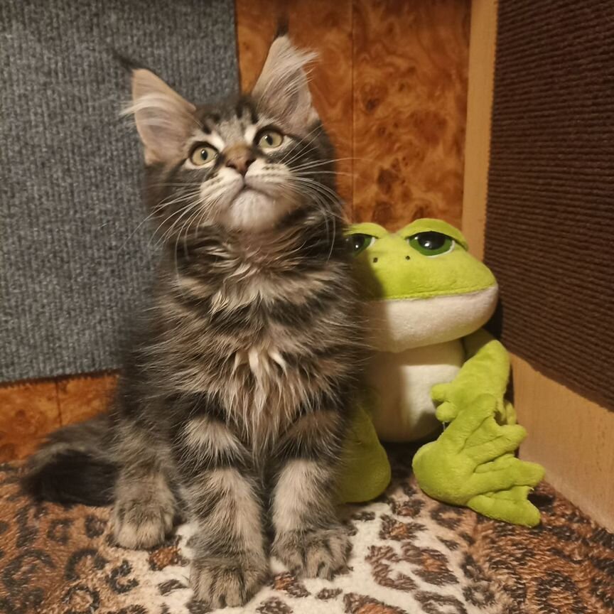 Мейн-кун котёнок