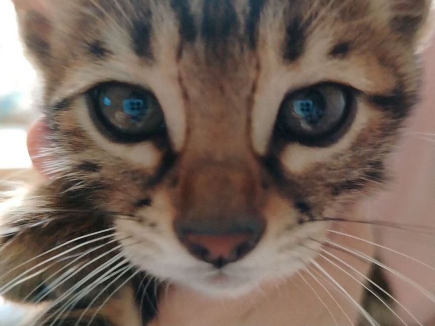 Бенгальская