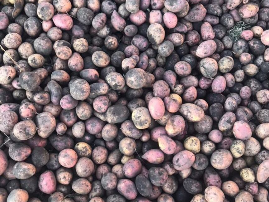 Картошка на корм животным