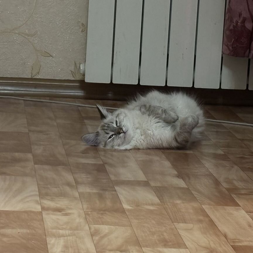 Сиамский котёнок