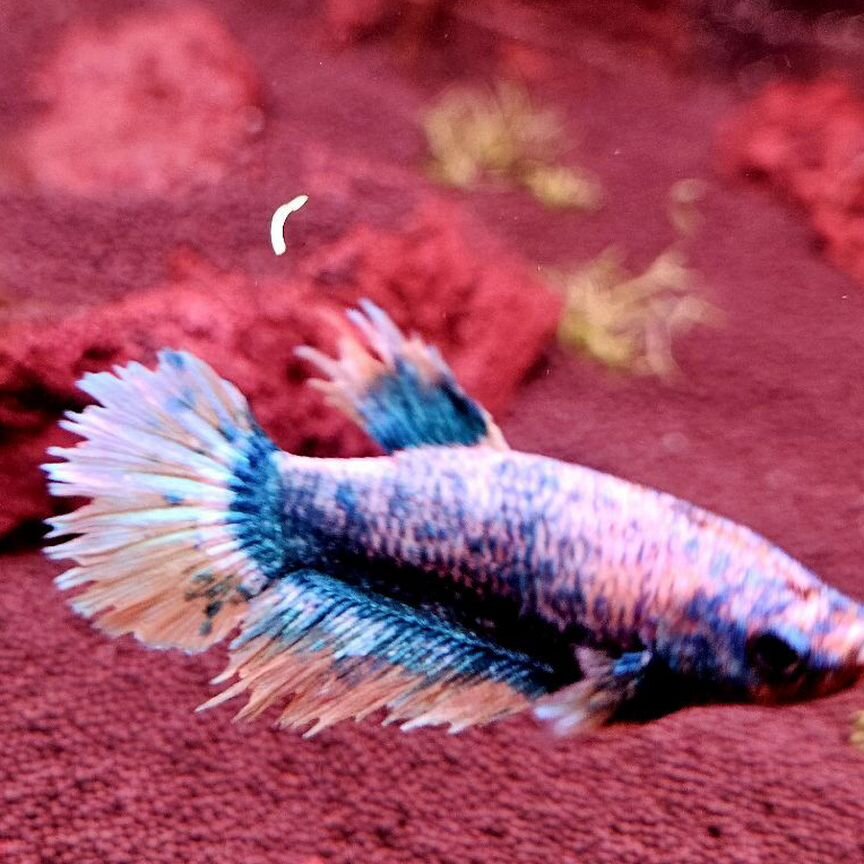 Отдам 3 самок петушка