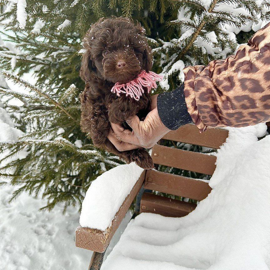 Мальтипу, щенок