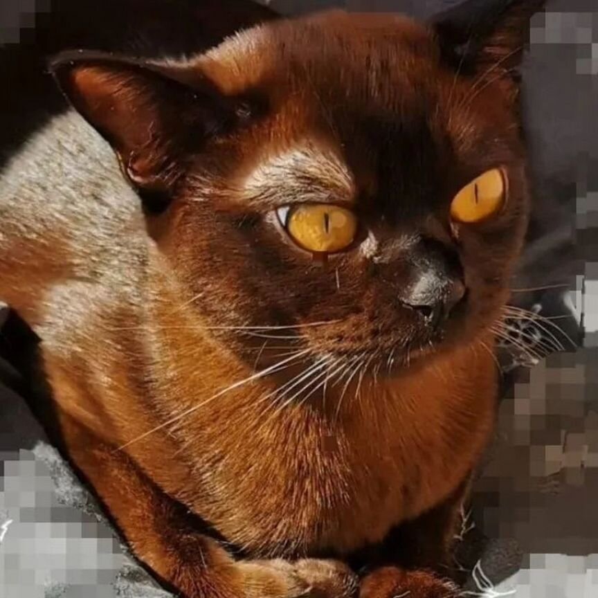 Котёнок от частного владельца