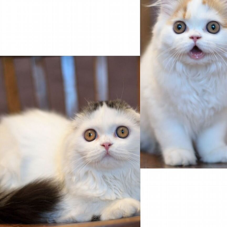 Шотландские чистопородные котята