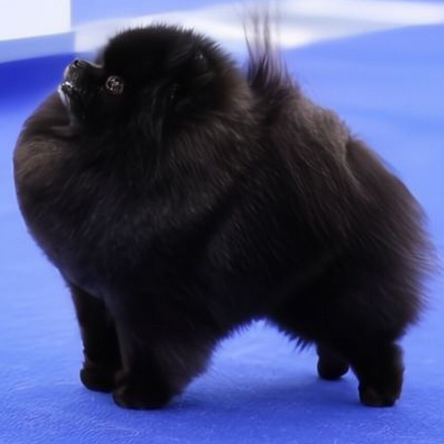 Померанский шпиц