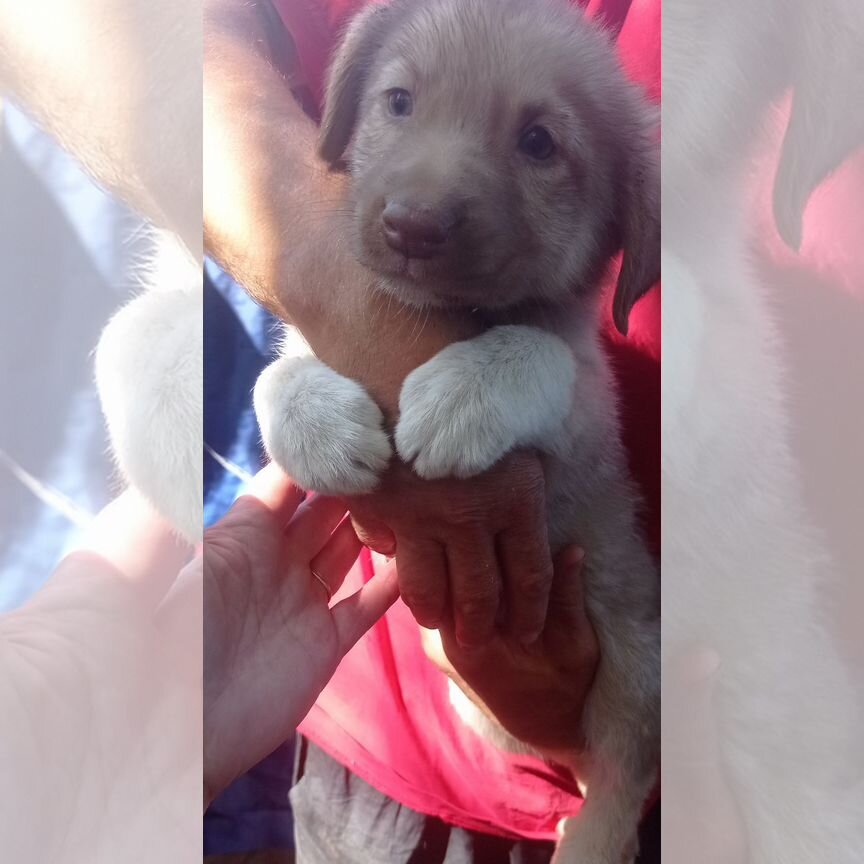 Щеночек-белолапка,1.5 мес