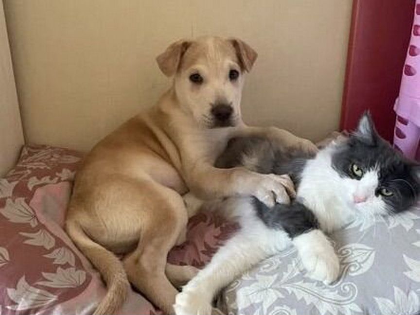 Собака в добрые руки щенок