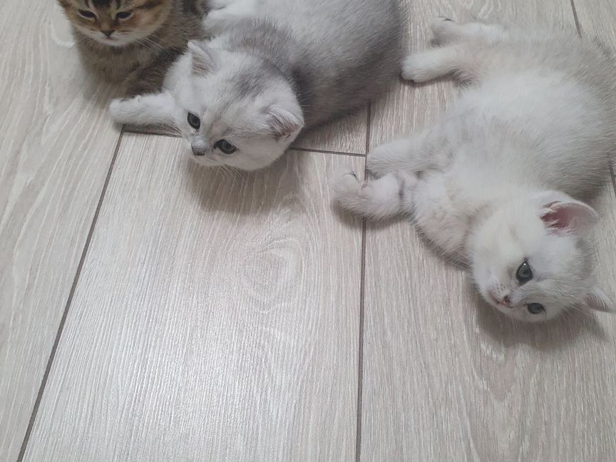 Шотландские котята