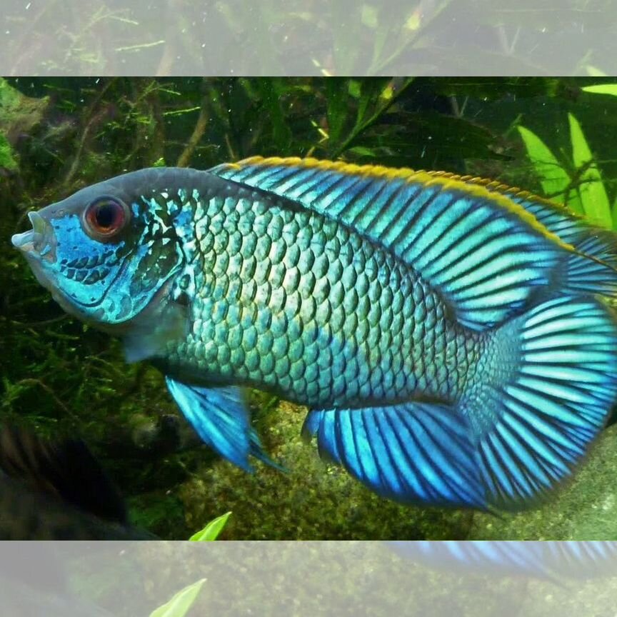 Наннакара блю неон