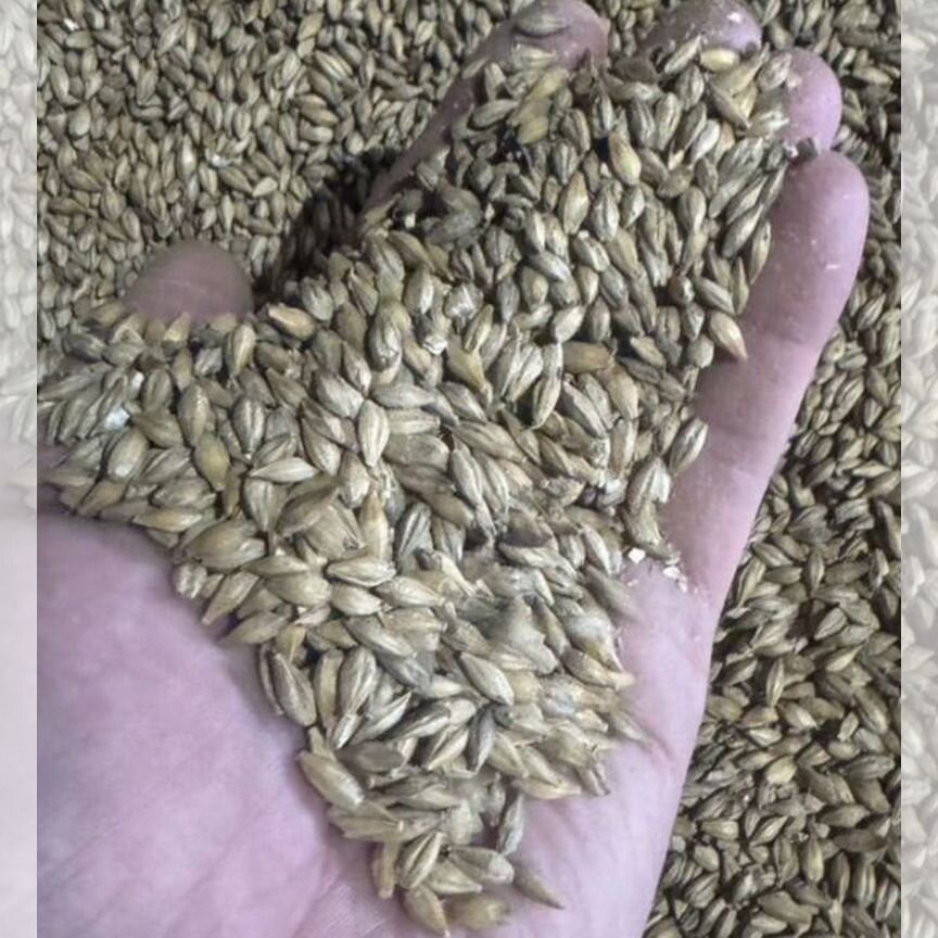 Продам ячмень
