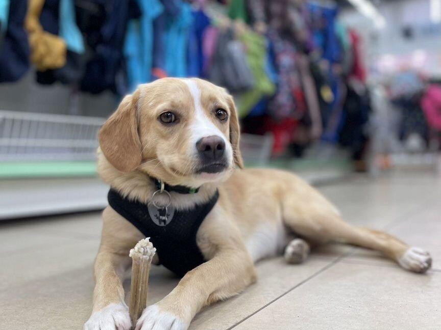 Бантик ищет дом