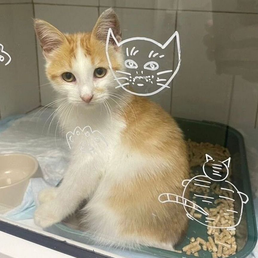 Котёнок в добрые руки