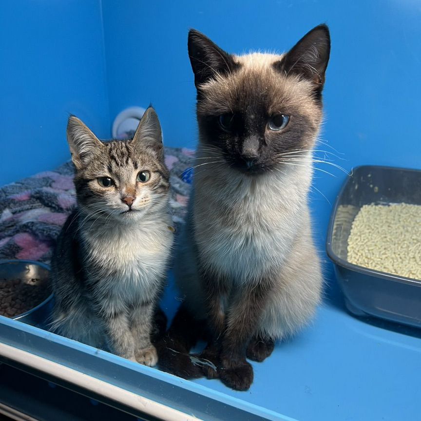 Кошка с котенком в поиске семьи