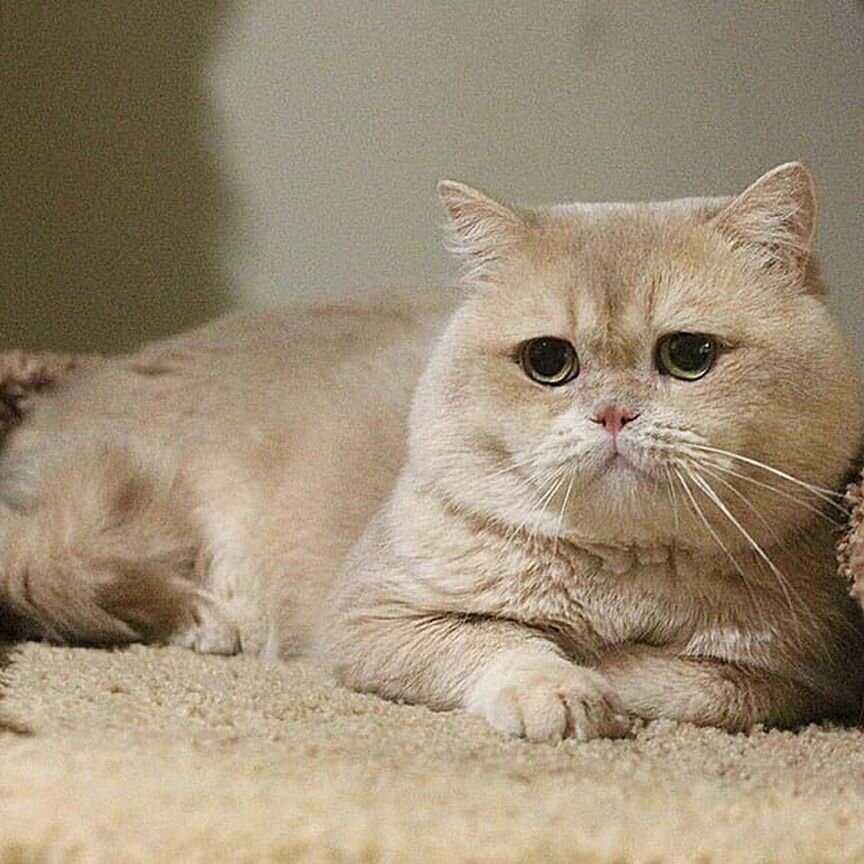 Голубая шиншилла кастрат мальчик