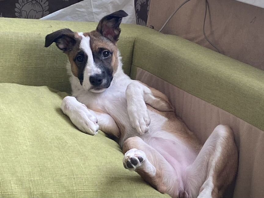 Джек Рассел щенок 9 месяцев