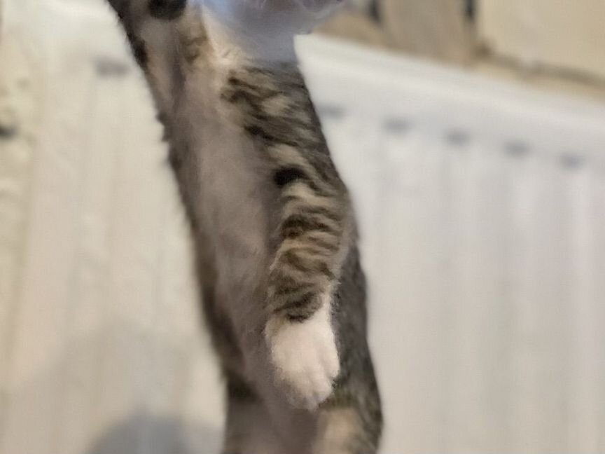Котенок 2 месяца девочка