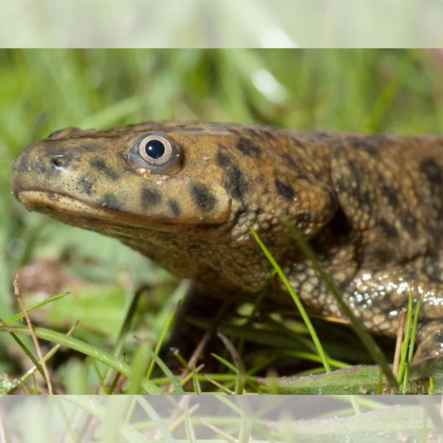 Тритон испанский - Lissotriton boscai
